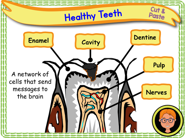 Looking After My Teeth - KS1/Year 2 – EC Publishing