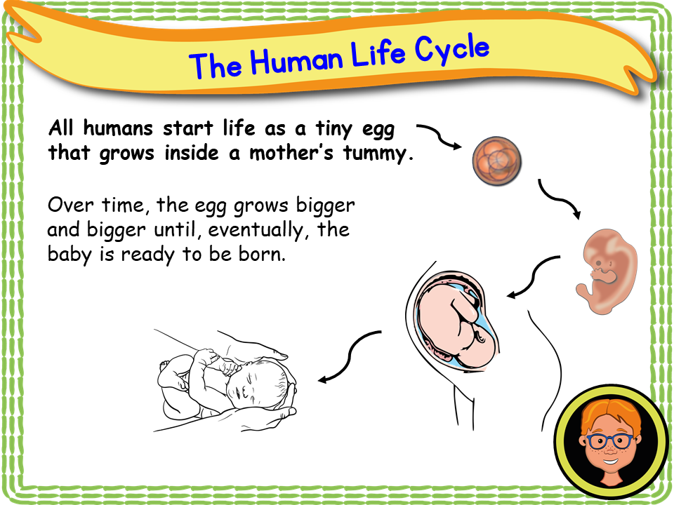 The Human Life Cycle - KS1/Year 2 – EC Publishing