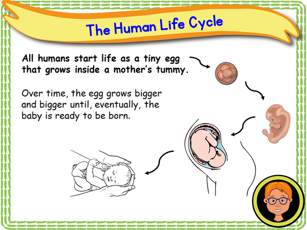 The Human Life Cycle - KS1/Year 2 – EC Publishing